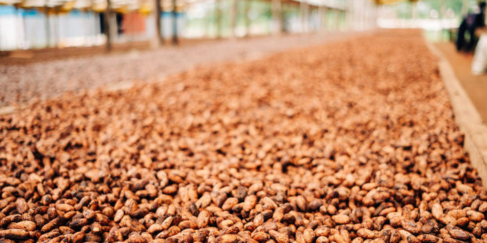 Theobromin: Wirkungen und Anwendungen im Alltag